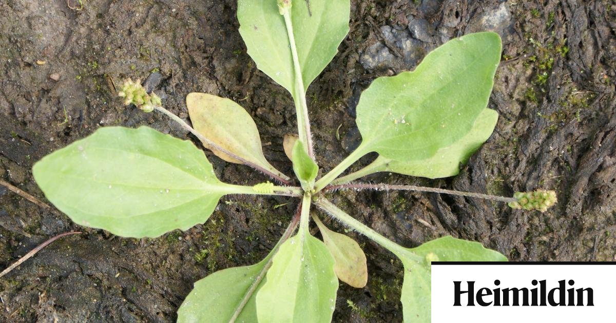 Illgresi í matinn - Heimildin