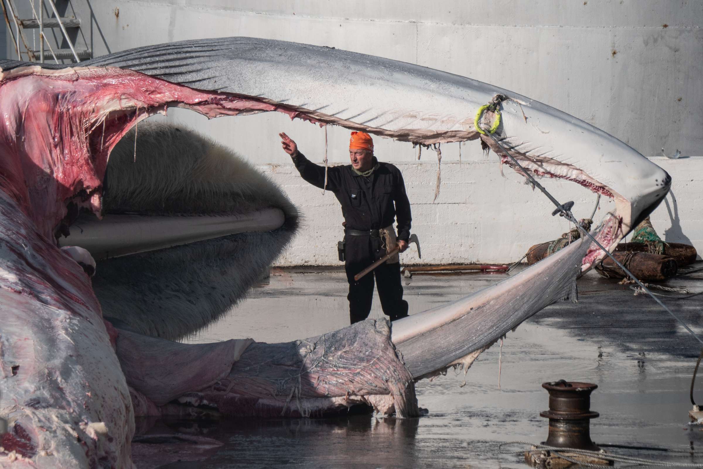 Authorities confirm a slow and painful death of whales - Heimildin