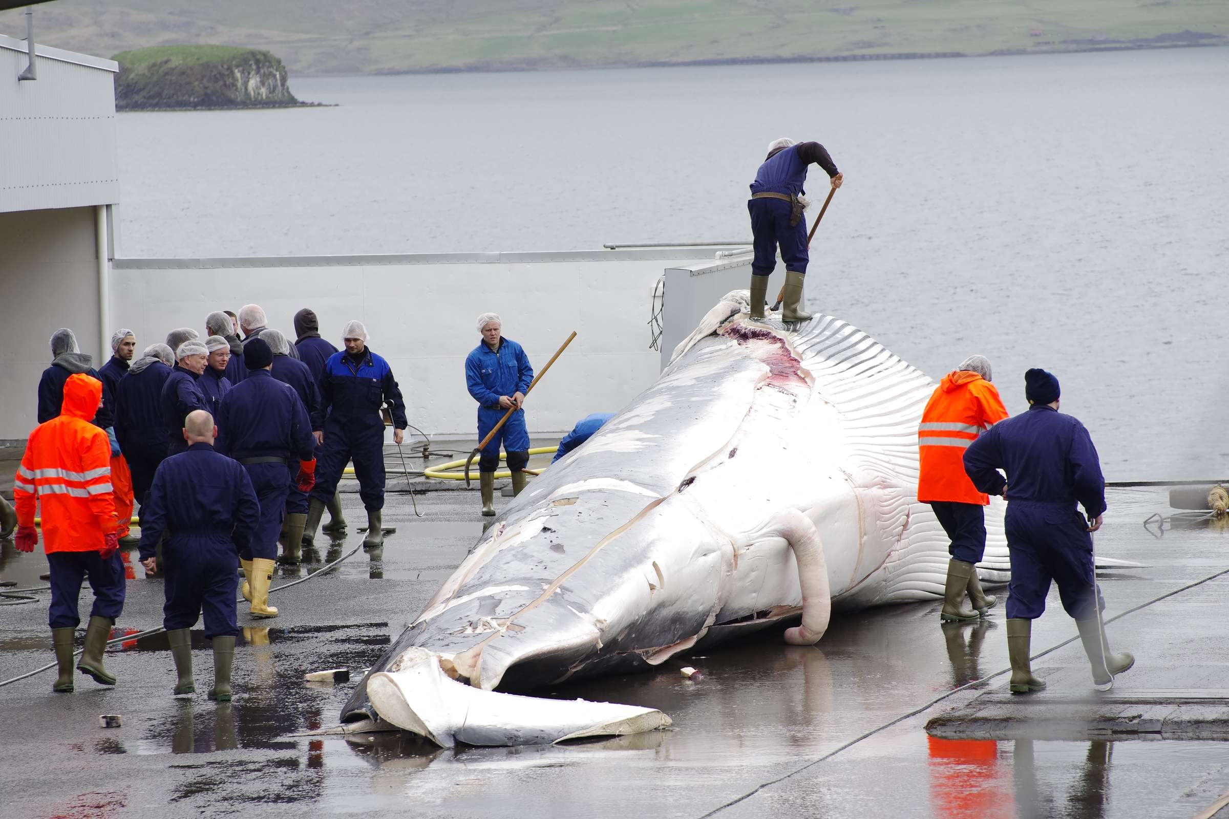 Háskóli Íslands vann fyrir Hval hf. - Heimildin