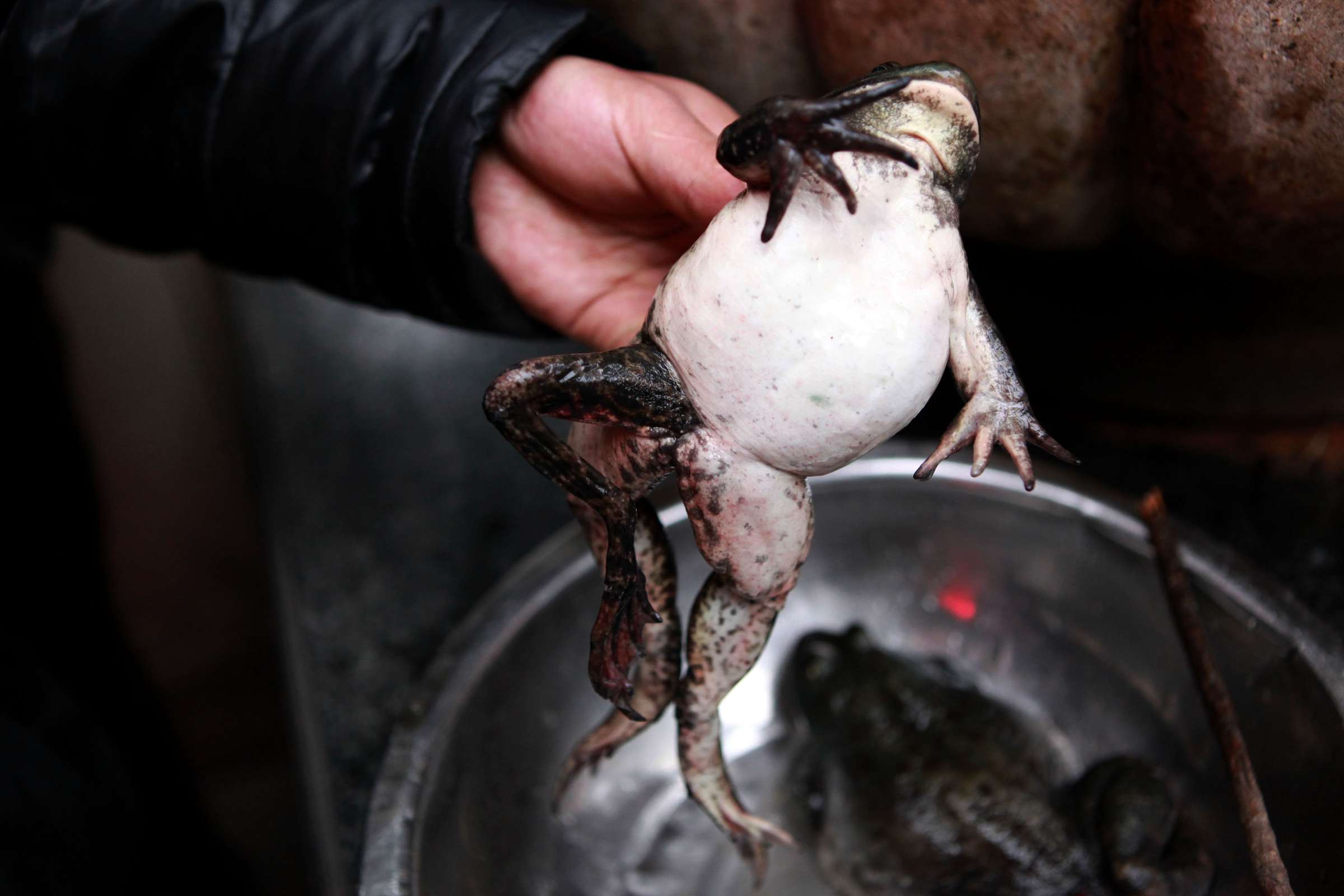 Froskasúpan - Heimildin