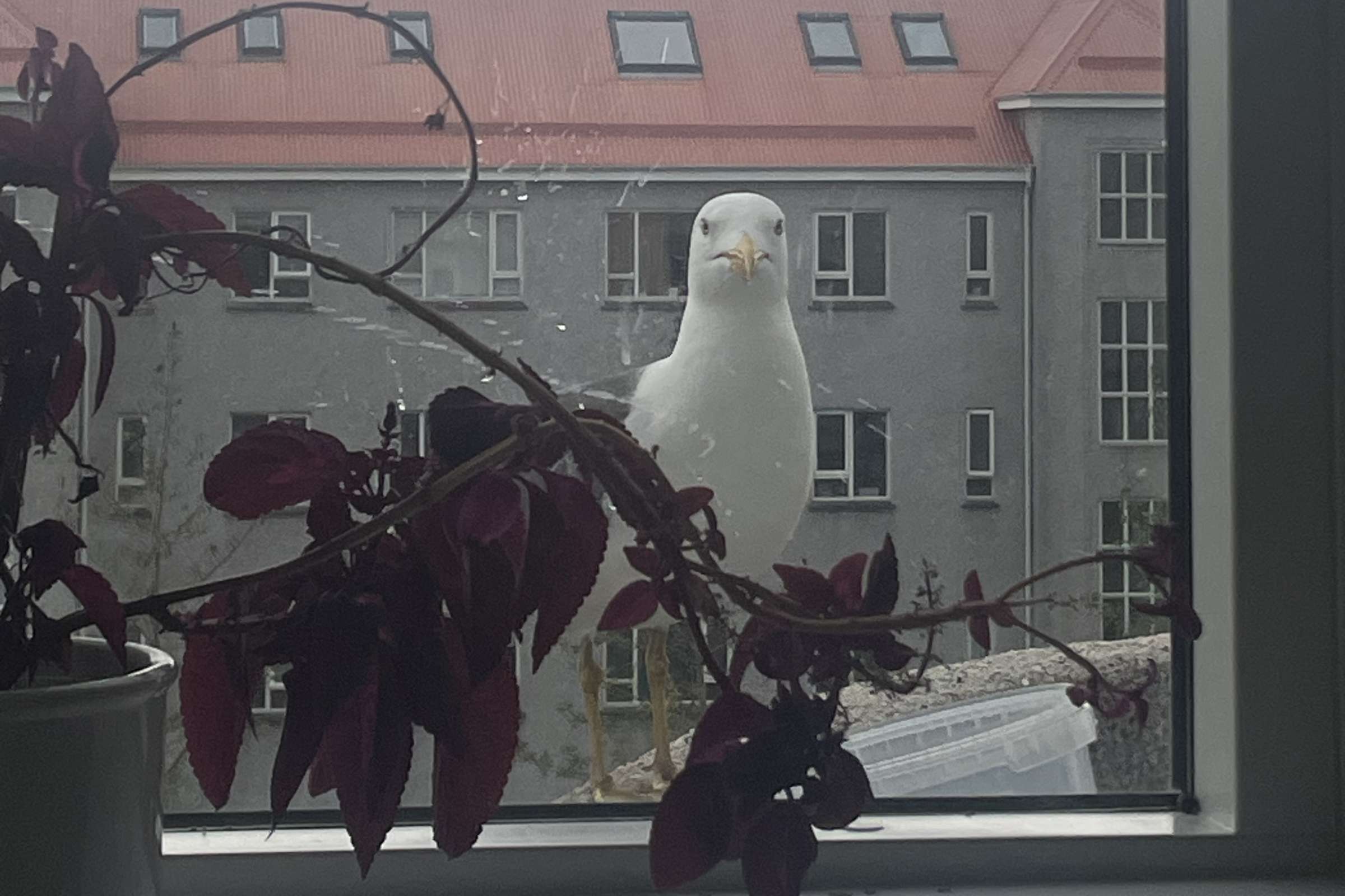 Hver þarf lífrænt rusl þegar það eru til máfar? - Heimildin