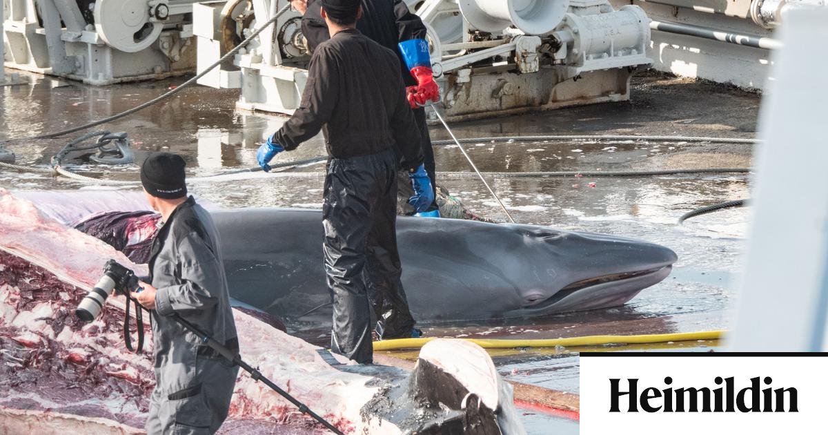 Bjarkey heimilar hvalveiðar - Heimildin