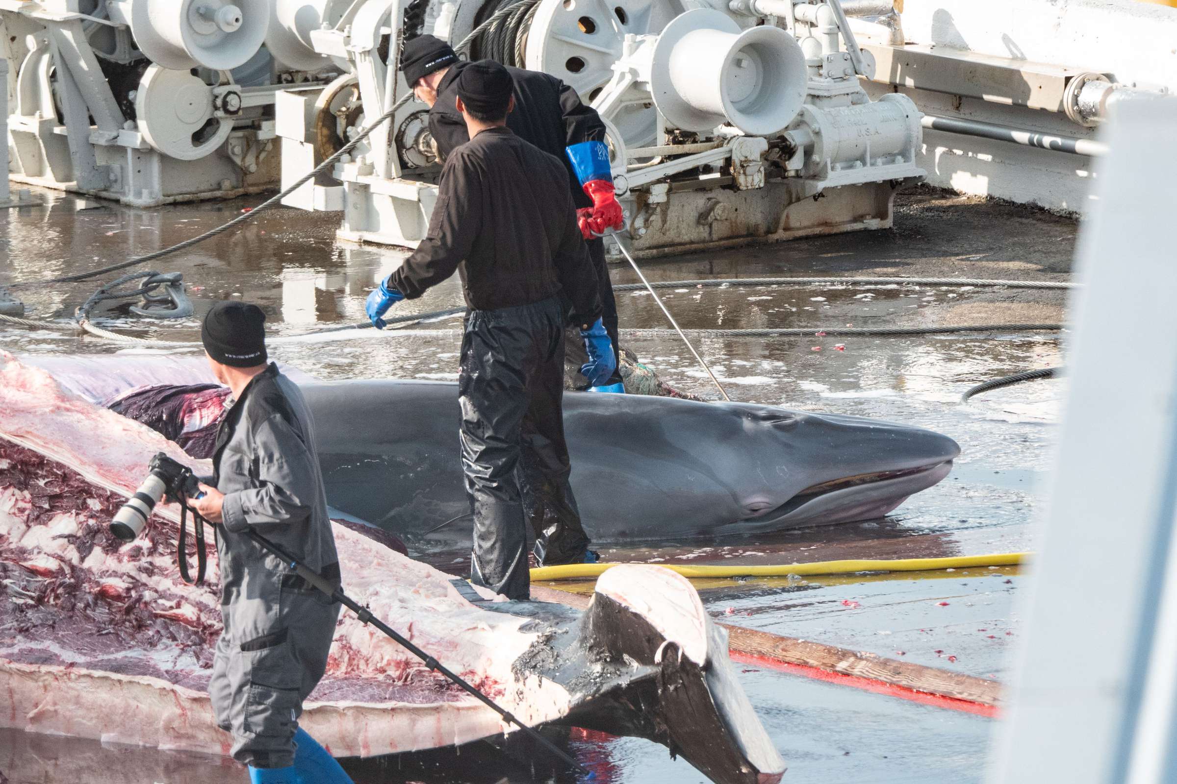 Bjarkey heimilar hvalveiðar - Heimildin