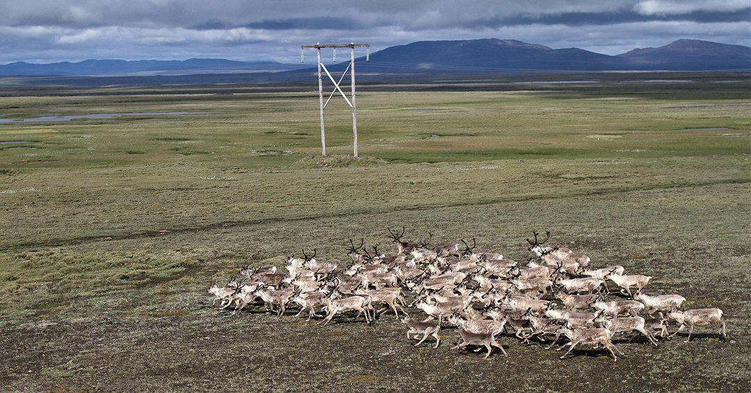 Víti til varnaðar: Norsku vindorkuverin sem trufla hreindýrin - Heimildin